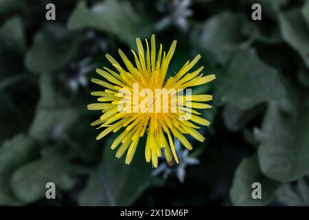 Dandelion. Rose Cottage Garden Diary Stock Photo - Alamy
