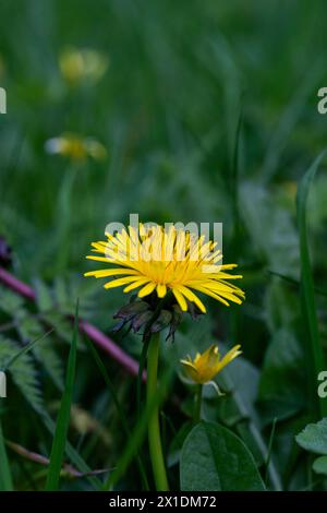Dandelion. Rose Cottage Garden Diary Stock Photo - Alamy