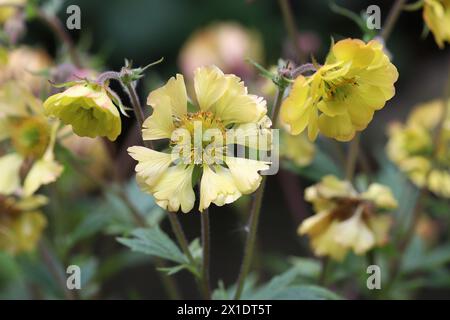 yellow flower in its natural environment Stock Photo - Alamy
