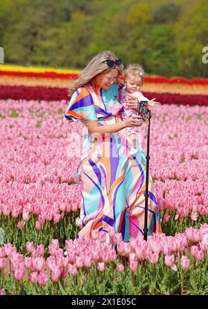 Norfolk Tulip Festival April, Tulips for Tapping Stock Photo - Alamy