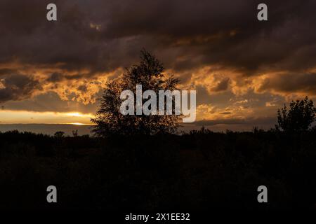 Golden hour glow - sunset illuminates dark sky - silhouetted dense ...
