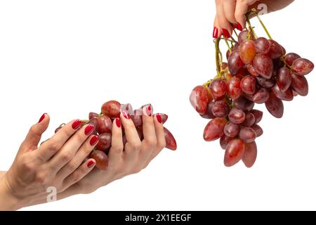 A sprig of red grapes in woman hands with red nail polish isolated on a ...
