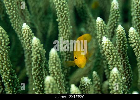 Lemon damsel, Pomacentrus moluccensis, Raja Ampat Indonesia Stock Photo ...