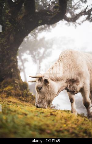 Description: View of a misty laurel forest with moody and rainy ...