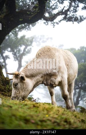 Description: View of a misty laurel forest with moody and rainy ...