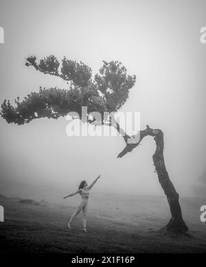 Description: Aesthetic laurel tree in a flat, misty field. Fanal Forest ...