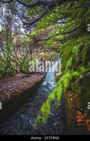 Description: Sloping water channel overgrown by laurel branches on a ...