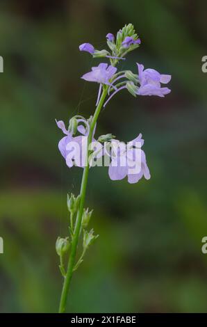 Texas toadflax (Nuttallanthus texanus Stock Photo - Alamy