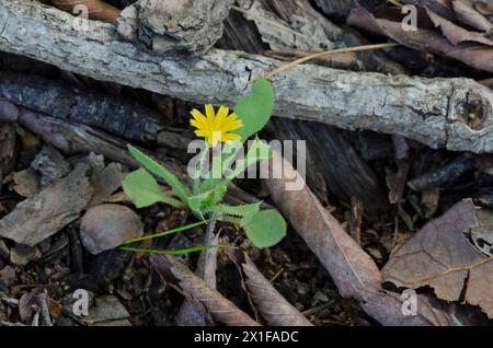 Two-flower Dwarf-dandelion (Krigia biflora Stock Photo - Alamy