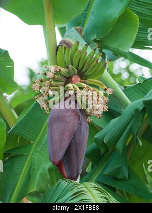 Lady finger bananas (Musa acuminata) isolated on white background Stock ...
