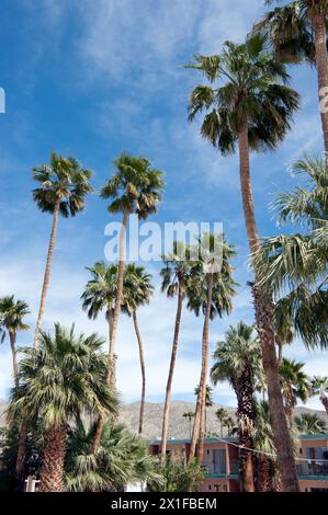 Palm Trees, Pam Springs, California Stock Photo - Alamy