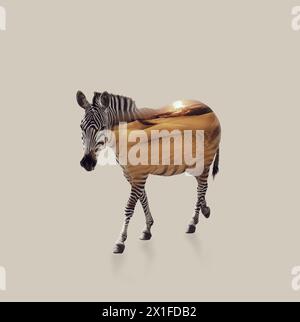 Double exposure of striped African zebra and sandy desert Stock Photo ...