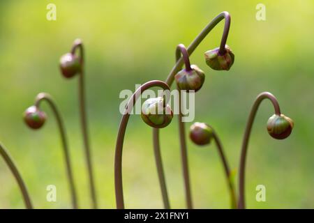 Several flower buds of a Sarracenia x Judith Hindle pitcher plant on ...