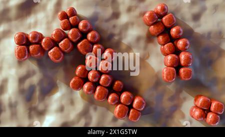 3d rendering of Sarcina cuboidal arrangement isolated on the white ...