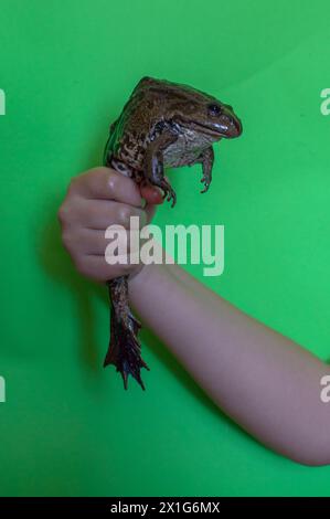 Big toad in hands on green background Stock Photo - Alamy