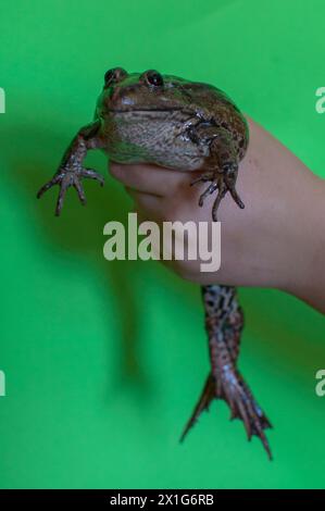 Big toad in hands on green background Stock Photo - Alamy