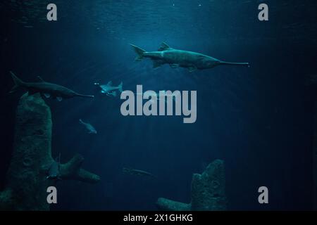 Paddlefish tank, scientific name Polyodon spathula, also known as ...