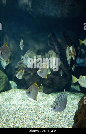 Basin with species of African sunfish (Monodactylus sebae), silver ...