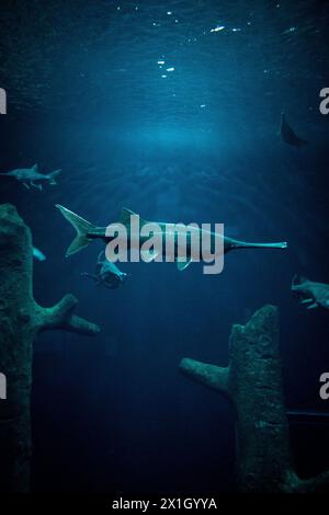 Paddlefish tank, scientific name Polyodon spathula, also known as ...