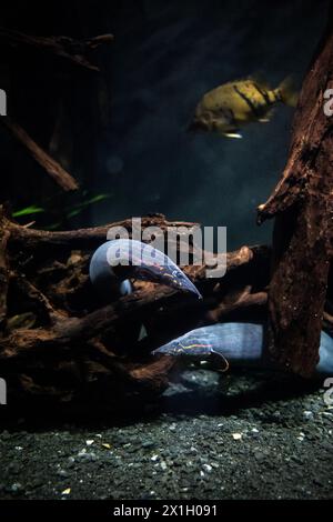 Fire eel, Mastacembelus erythrotaenia, a species of spiny eel with a ...