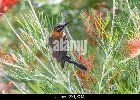 Western Spinebill (Acanthorhynchus superciliosus) on a Grevillea ...
