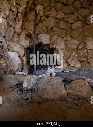 Goat skull inside a caveman's cave from prehistoric ages in Serbia ...