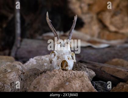 Goat skull inside a caveman's cave from prehistoric ages in Serbia ...
