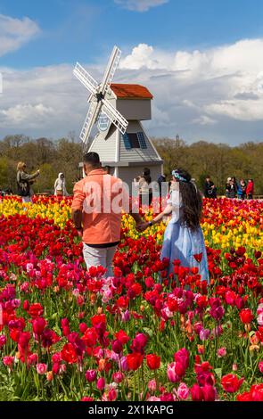 Visitors by windmill in tulip field tulip fields, Tulleys Tulip Fest at ...