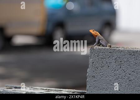 Photo of a Peter's Rock Agama lizard on a fence in South Florida Stock ...