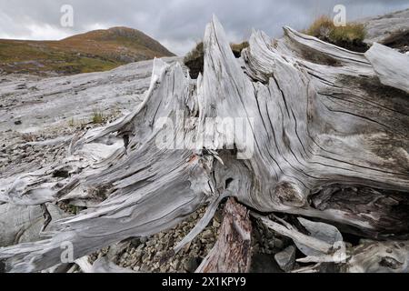 Scots Pine (Pinus sylvestris) roots and stump of ancient tree preserved ...