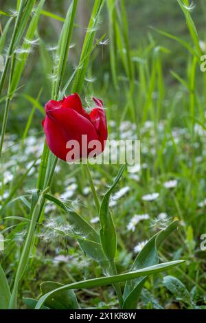 A dandelion flower in the garden with bokeh background Stock Photo - Alamy