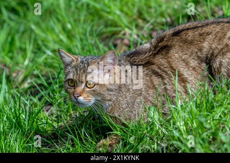 Close-up of hunting European wildcat / wild cat (Felis silvestris ...