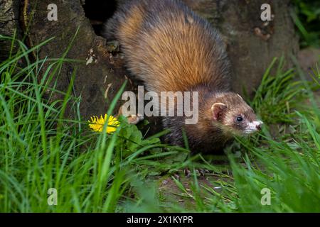 Closeup of an European polecat in the forest Stock Photo - Alamy