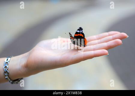 Butterfly sits on a woman hand close-up Stock Photo - Alamy