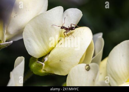 Cream Wild Indigo (Baptisia bracteata Stock Photo - Alamy