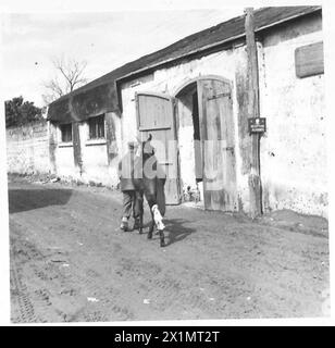 ITALY : FIFTH ARMYKEEPING THE MULES FIT - Pte. S.J. Dennis of 22 Queens ...