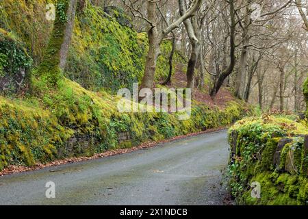 This mossy lane (Lon Ddinas in North Wales near Tregarth) includes ...