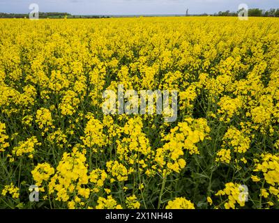Rapsfeld / Rapeseed Field / Brassica napus Stock Photo - Alamy