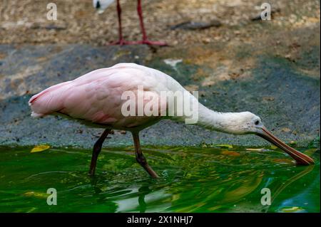 Roseate spoonbill, Xaman Ha Aviary, Playa del Carmen, Mexico Stock ...