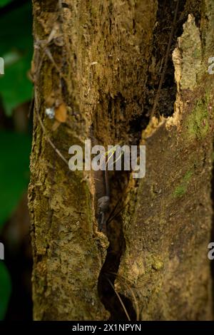 lizard hidden in a log in the rainforest Stock Photo - Alamy