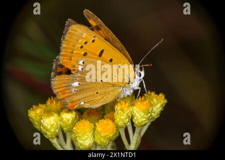 Lycaena virgaureae Family Lycaenidae Genus Lycaena Scarce copper ...