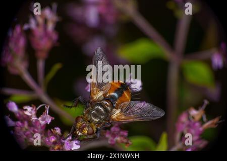 Tachina magnicornis Family Tachinidae Genus Tachina fly wild nature ...