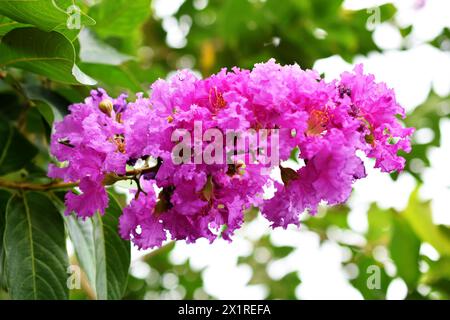 close up crape myrtle blooms in garden blur nature background Stock ...