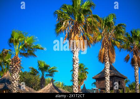 Experience the fusion of tropical beauty and tribal culture under palm ...