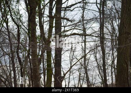 A serene portrayal of thin branches amidst a lush forest, capturing the ...