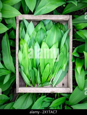 Fresh spring garlic on wooden background. Young purple garlic with stem ...