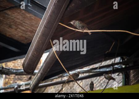 Common starling birds perching under the eaves at Camden market in ...