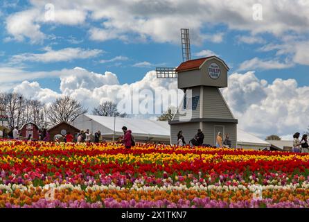 Visitors by windmill in tulip field tulip fields, Tulleys Tulip Fest at ...