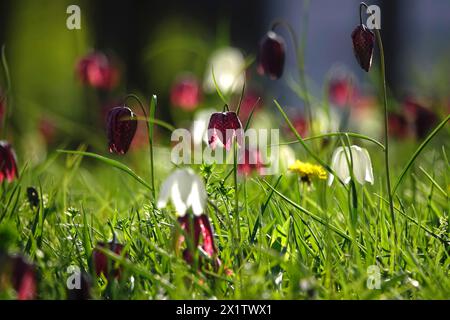Enchanting chequerboard flowers, April, Germany Stock Photo - Alamy