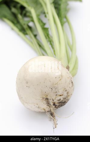 May Turnip or Navette (Brassica rapa ssp. rapa var. majalis), Bergkamen ...